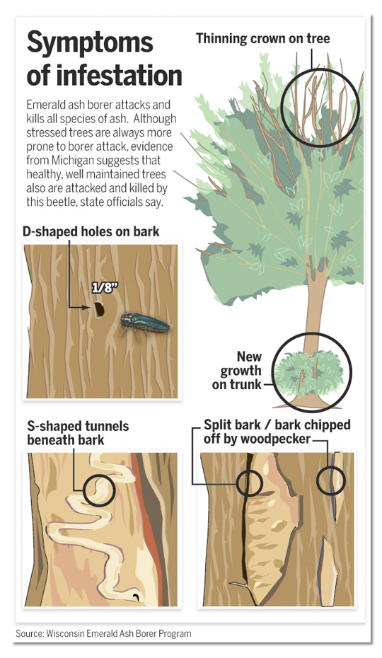 Emerald Ash Borer Update - Keesen Landscape Management